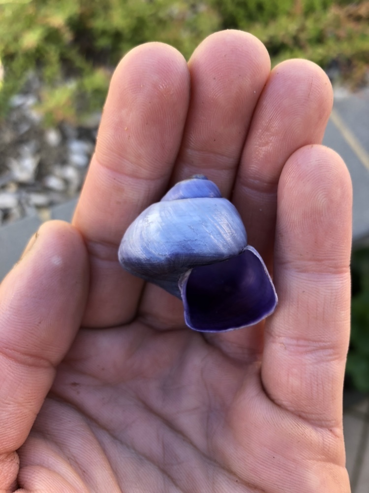 Violet Sea Snail from Peron Foreshore Park, Peron, WA, AU on October 4 ...