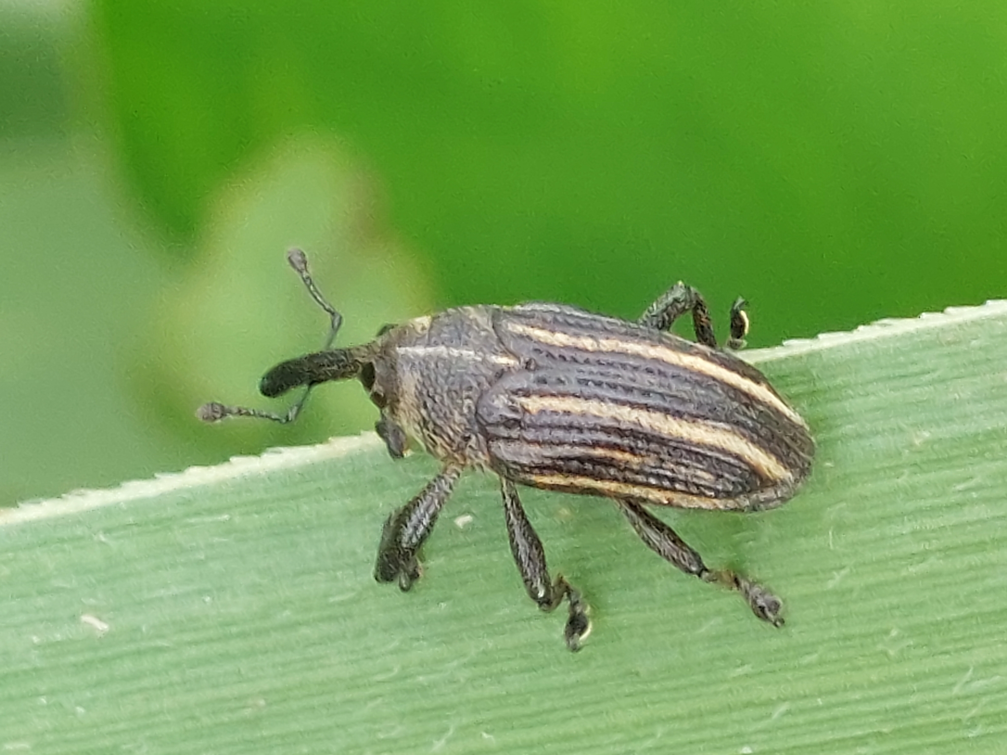 Sternuchopsis waltoni (Boheman, 1844)