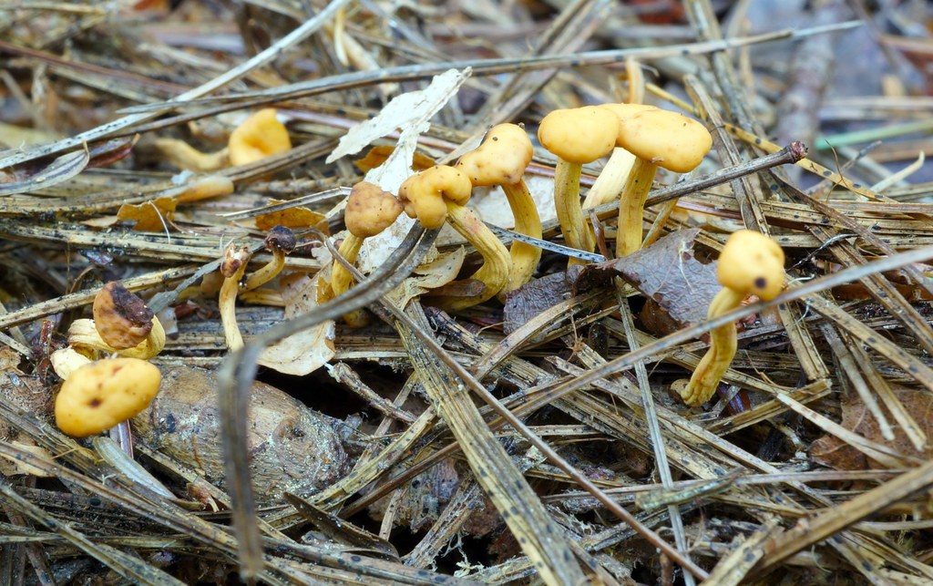 Cudonia lutea from Sheffield, MA, USA on September 06, 2015 at 09:56 AM ...