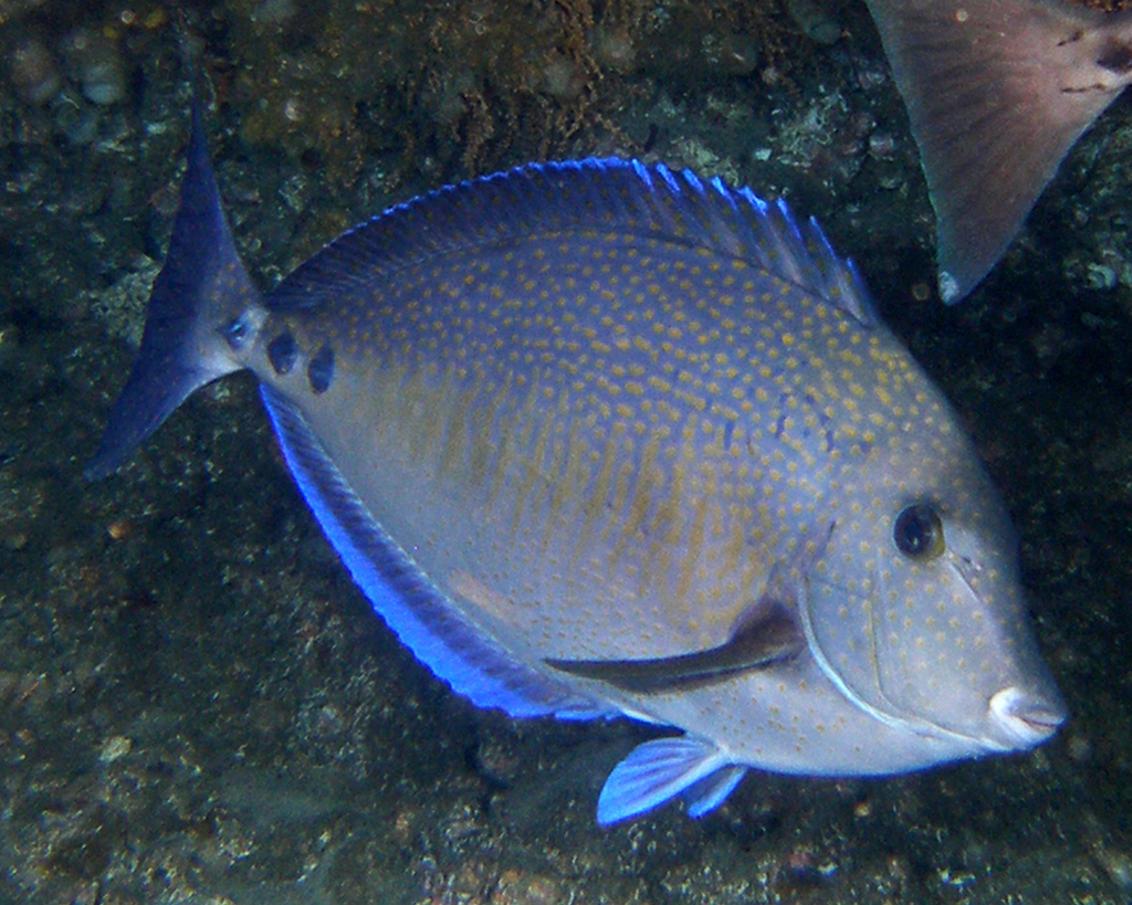 Spotted Sawtail (Prionurus maculatus) - Marine Life Identification
