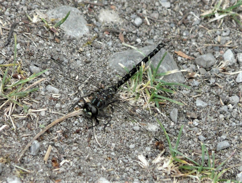 Harlequin Darner from Stonehouse Lake, Frontenac County, ON, Canada on ...