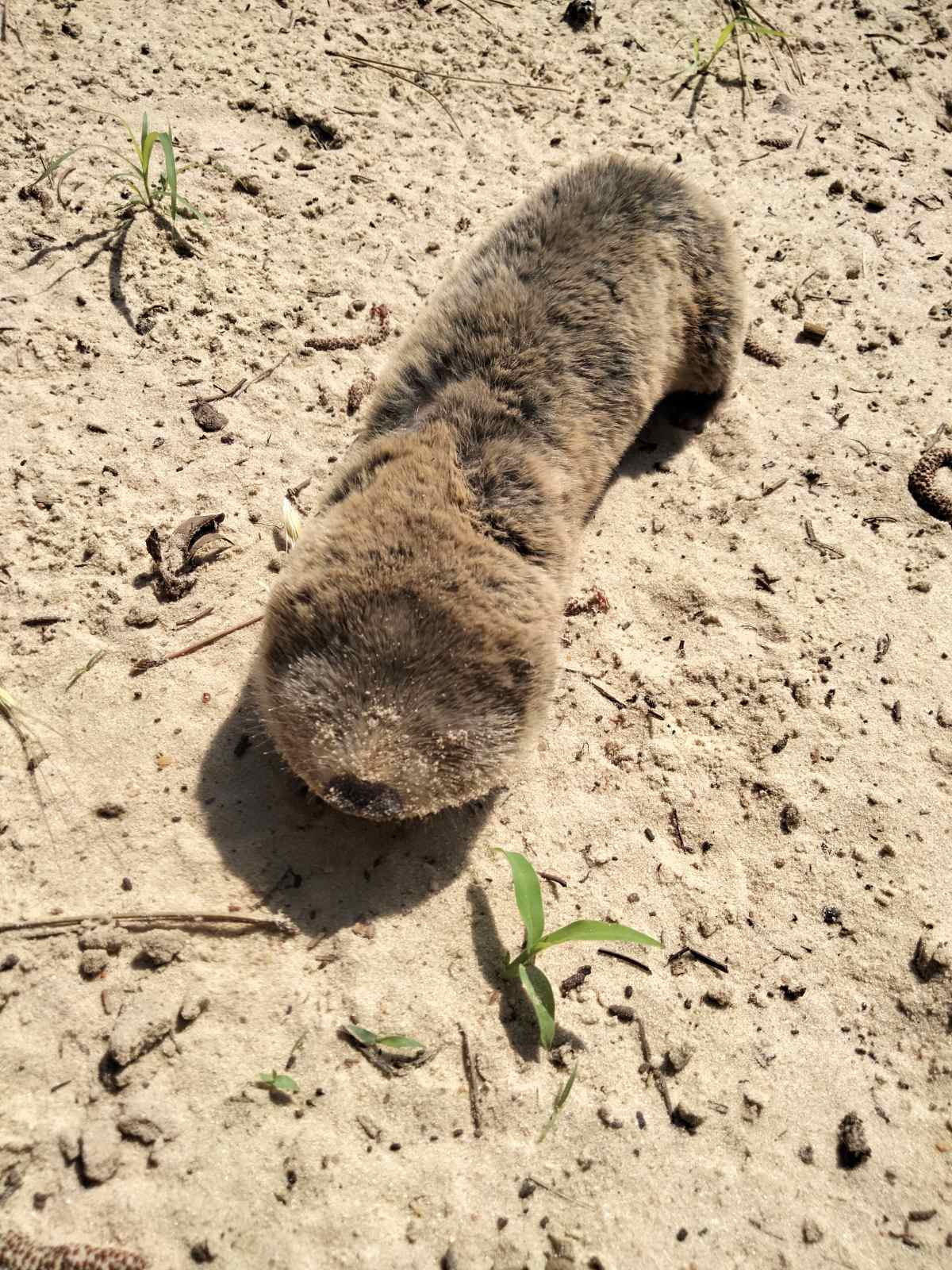 Spalax arenarius Reshetnik, 1939