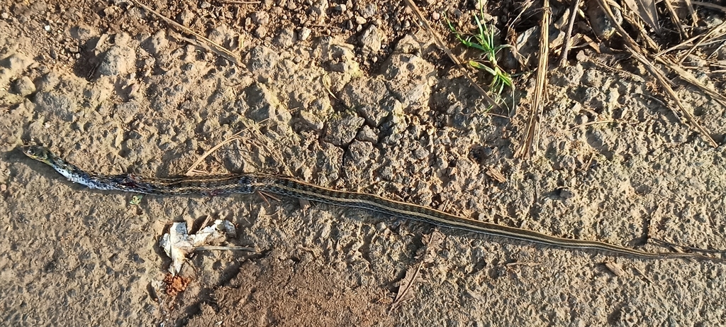 Buff Striped Keelback from Doragoda, Odisha 764081, India on June 29 ...