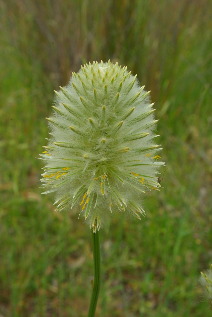 green mulla mulla from Balmoral VIC 3407, Australia on November 03 ...