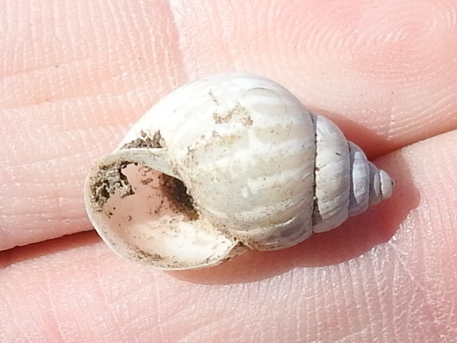Whitewashed Rabdotus from Irving, TX, USA on March 07, 2018 at 11:21 AM ...