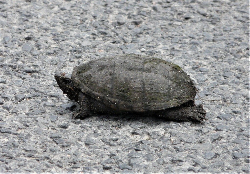Eastern Musk Turtle in June 2021 by Bruce Ripley. Road rescue ...