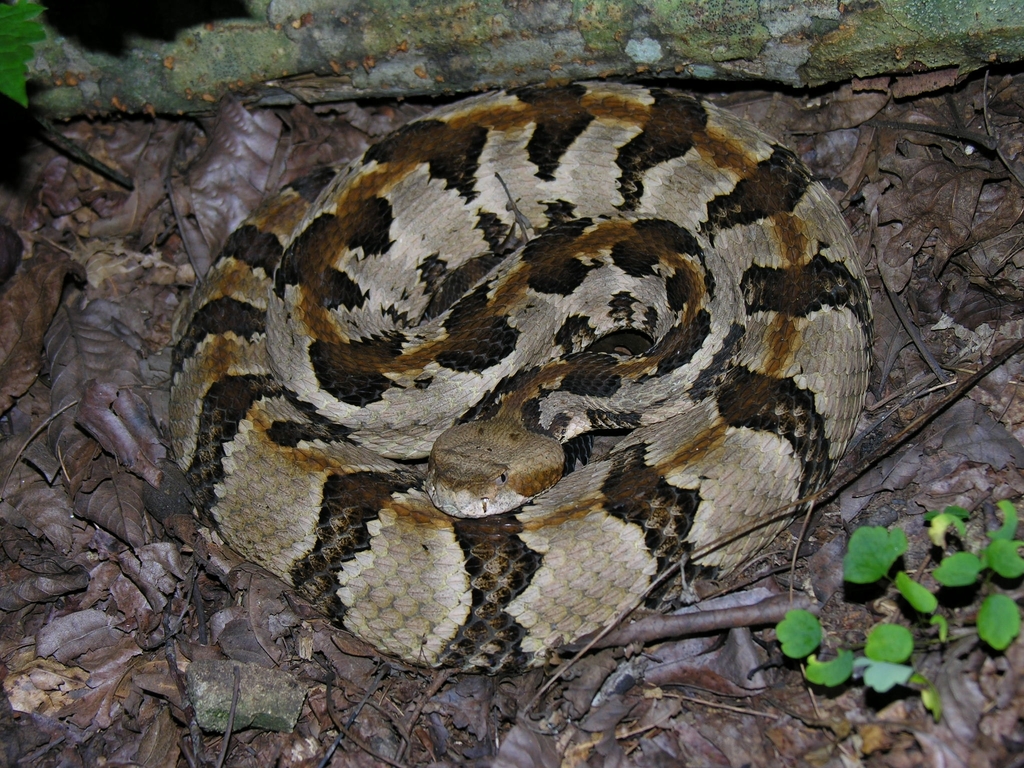 Timber Rattlesnake from Jackson County, AL, USA on August 2, 2005 at 02 ...