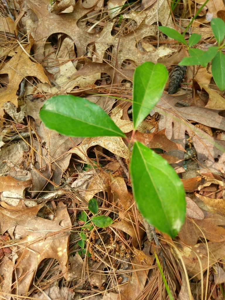 Eastern Teaberry from Stow, MA, USA on June 29, 2021 at 09:26 AM by ...