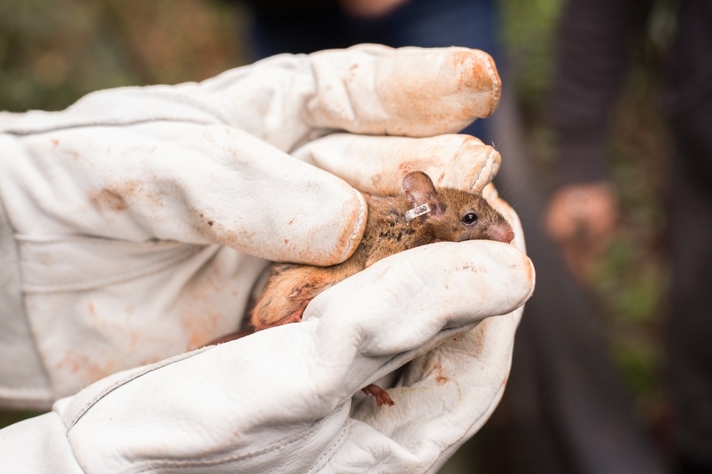black-footed pygmy rice rat from Rua Francisco F Nascimento, Foz do ...