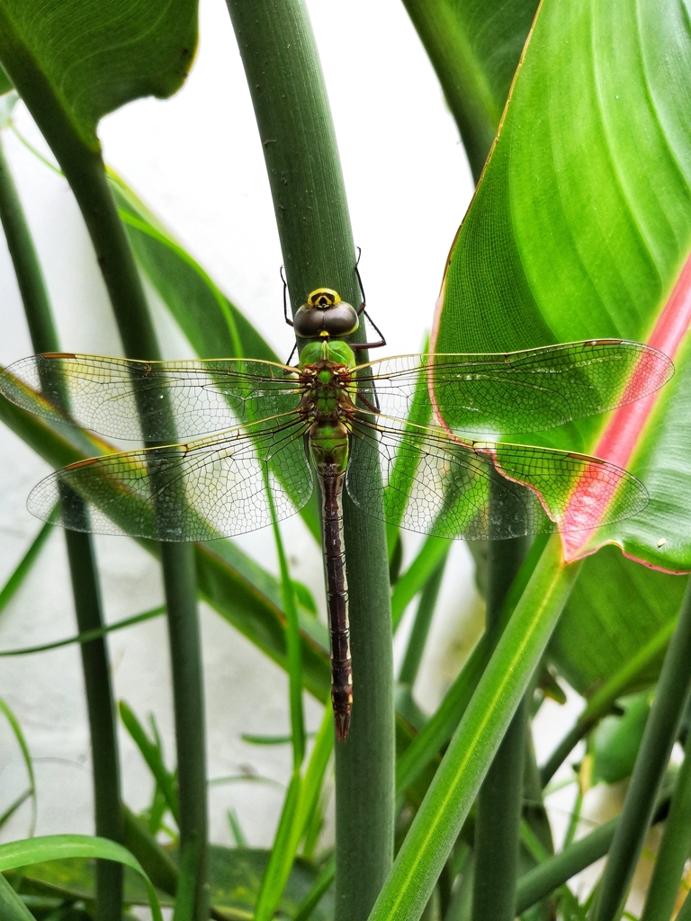 Common Green Darner from Guadalupe Jardín, Zapopan, Jal., México on ...