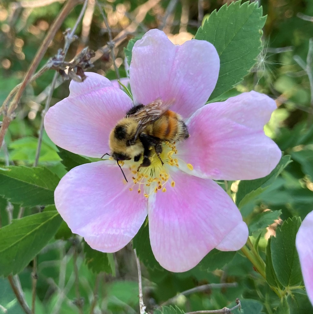 Red-belted Bumble Bee from Southwest Calgary, Calgary, AB, Canada on ...