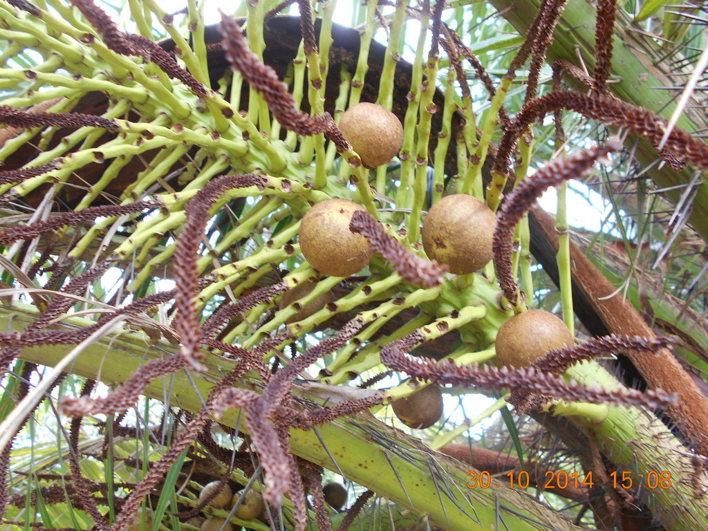 Macaw palm from 2km al noroeste de guillermo prieto, coatzacolcos ...