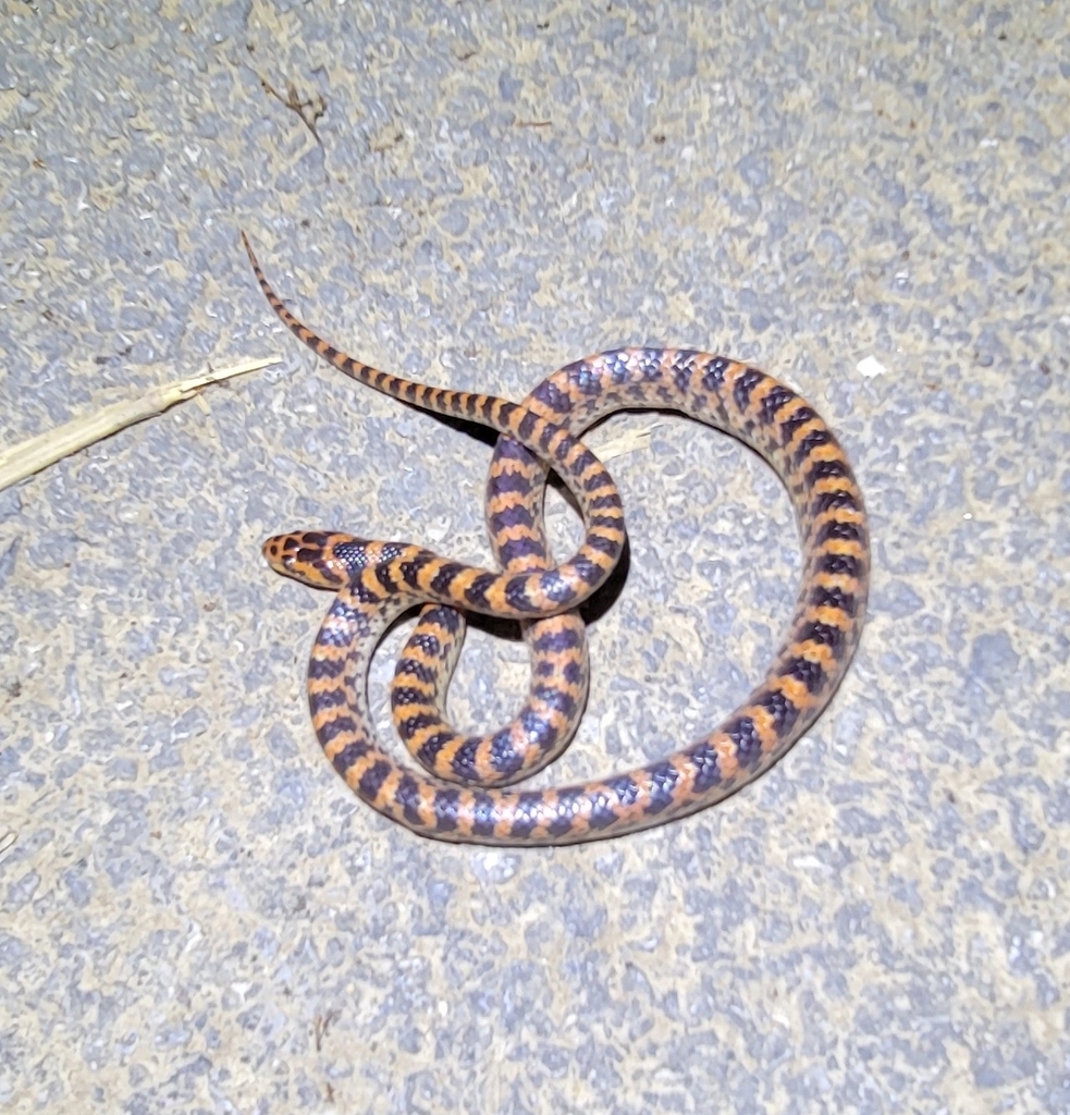 Red-banded Snake from Chuzhou, CN-AH, CN on June 29, 2021 at 11:58 PM ...