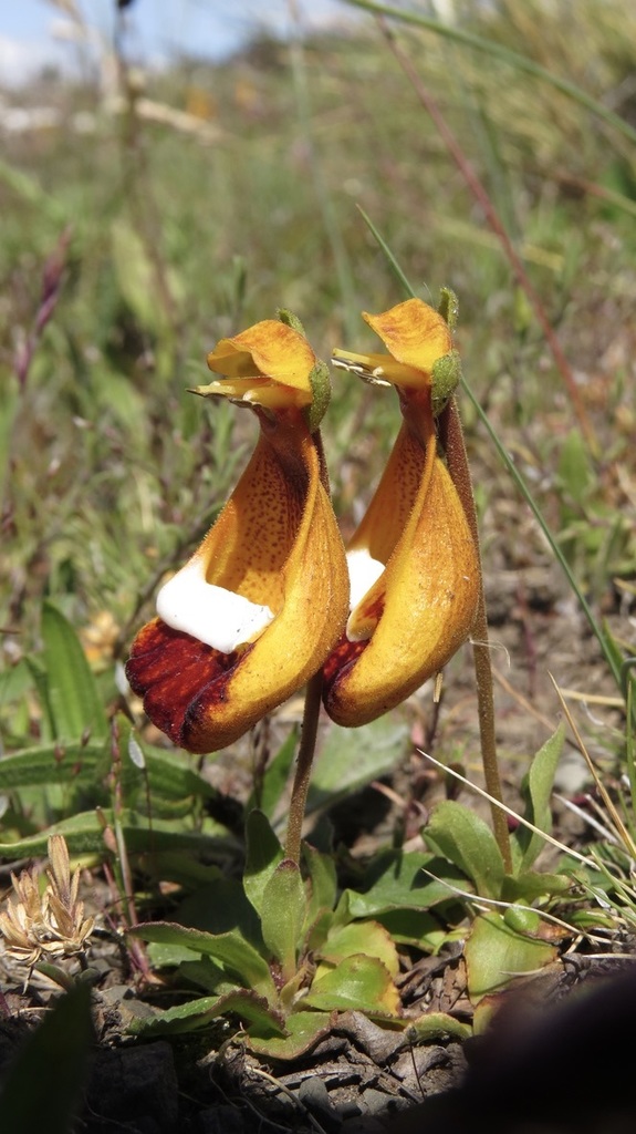 Darwin's Slipper (Calceolaria uniflora) - Botanical Realm