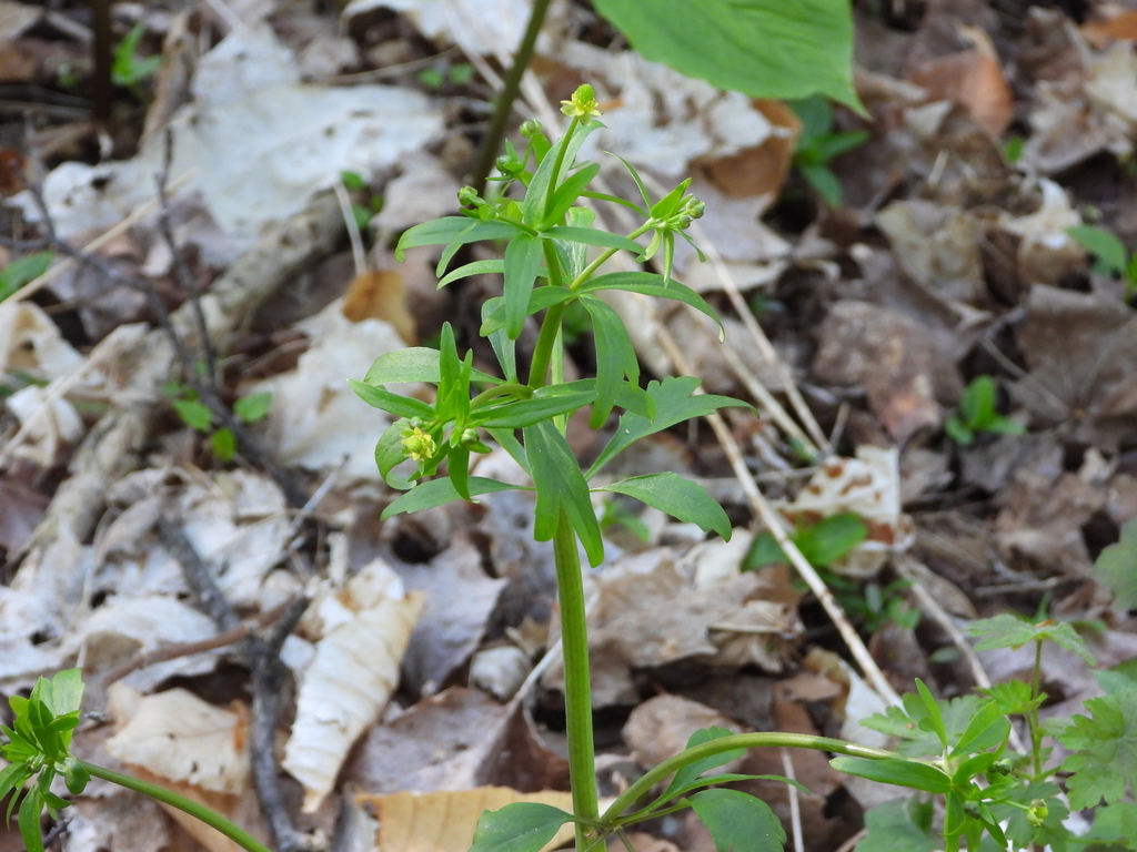 small-flowered buttercup from Oro-Medonte, ON, Canada on May 16, 2021 ...