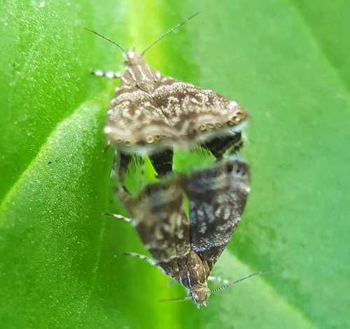 Brenthia leptocosma · iNaturalist