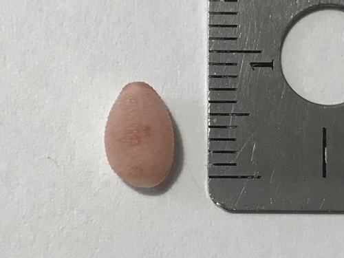Pink Trivia (Niveria suffusa)