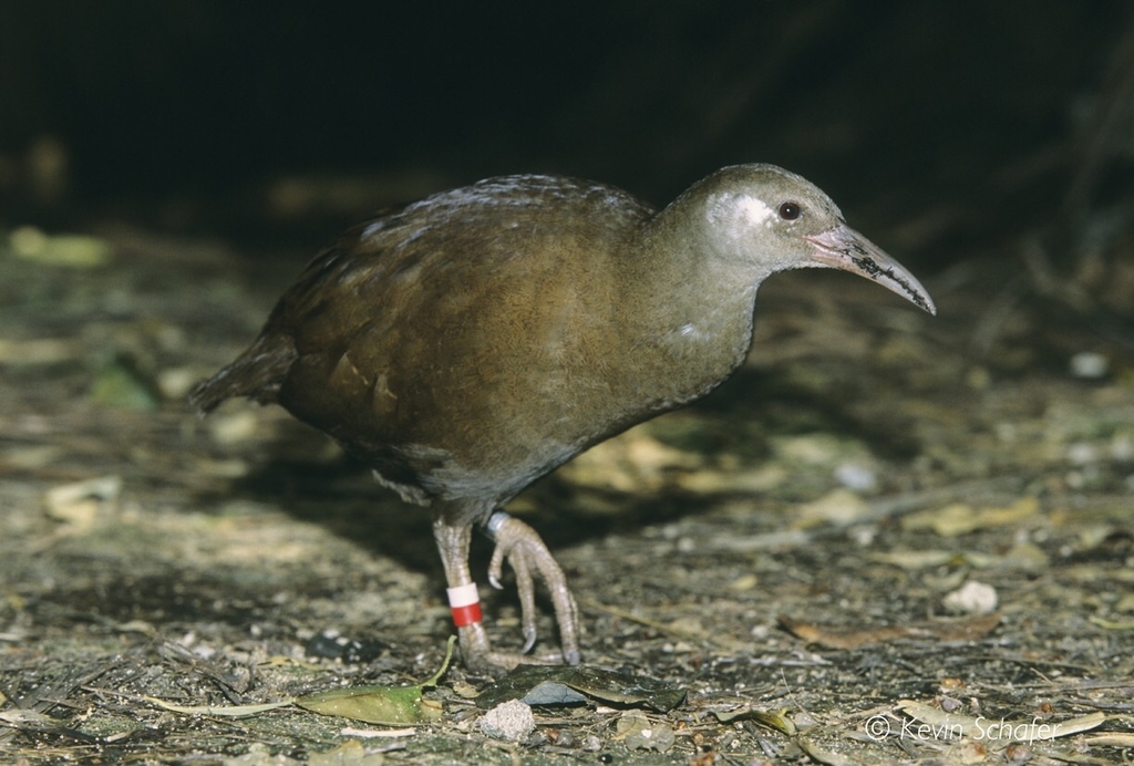 Lord Howe Rail (Gallirallus sylvestris) - Avian Discovery