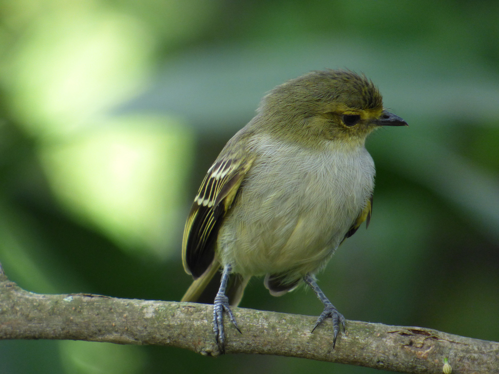 Mosquerito Caridorado (Diversidad de biota en El Ponchito) · iNaturalist