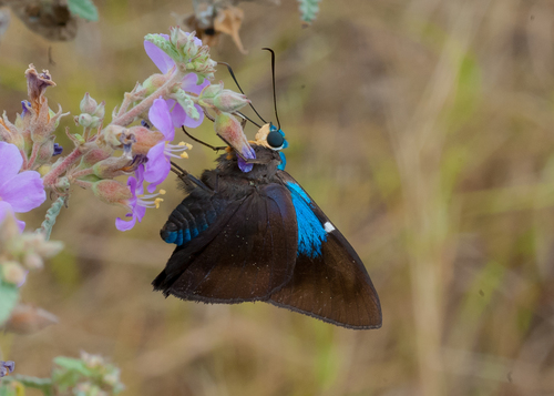 Saltarina Relámpago Antillana (Telegonus xagua) · iNaturalist Mexico