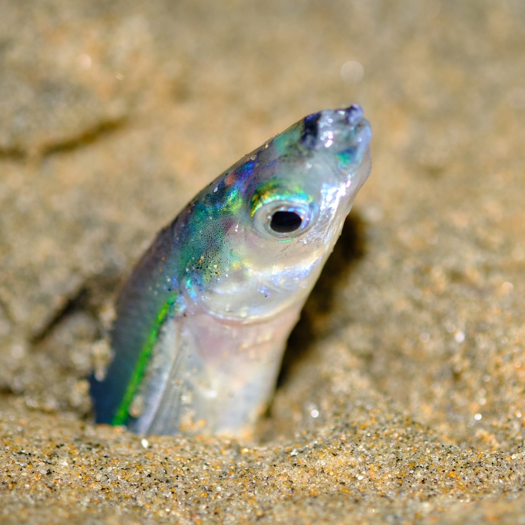 Silversides (Atheriniformes) - Marine Life Identification