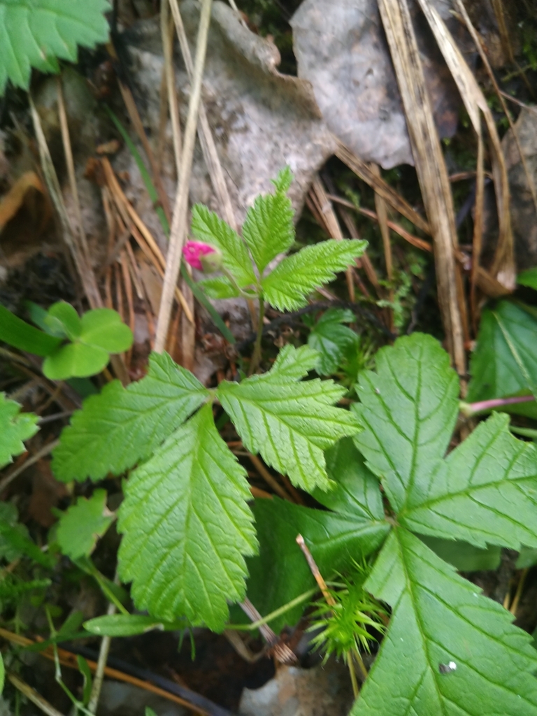 Arctic raspberry from село Южаково on June 27, 2021 at 11:34 AM by ...