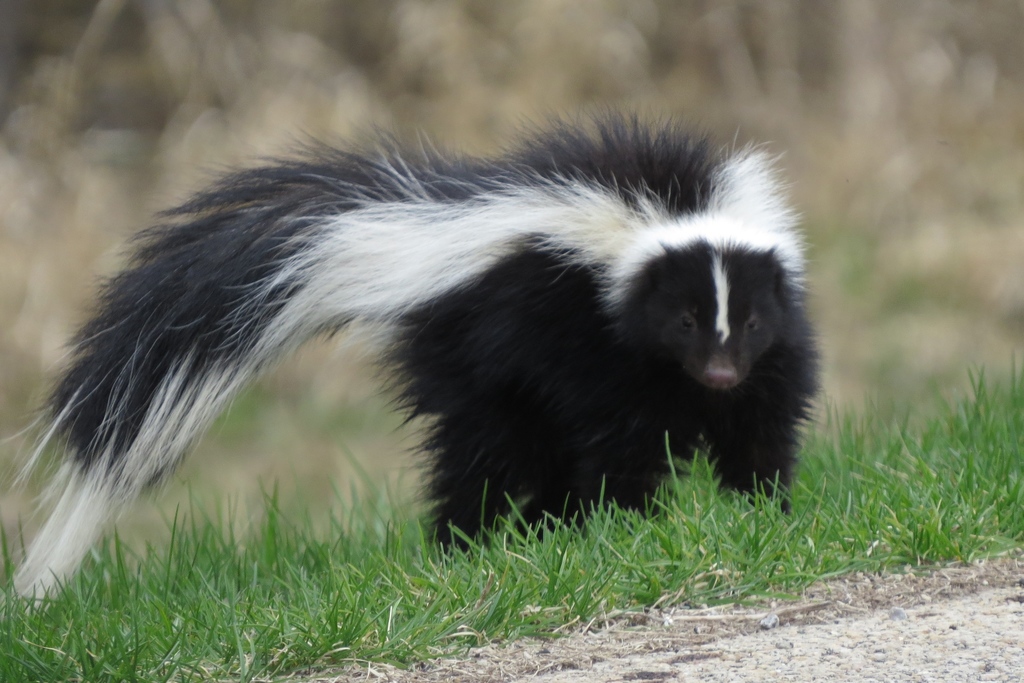 Skunks and Stink-badgers (Mephitidae) - Know Your Mammals