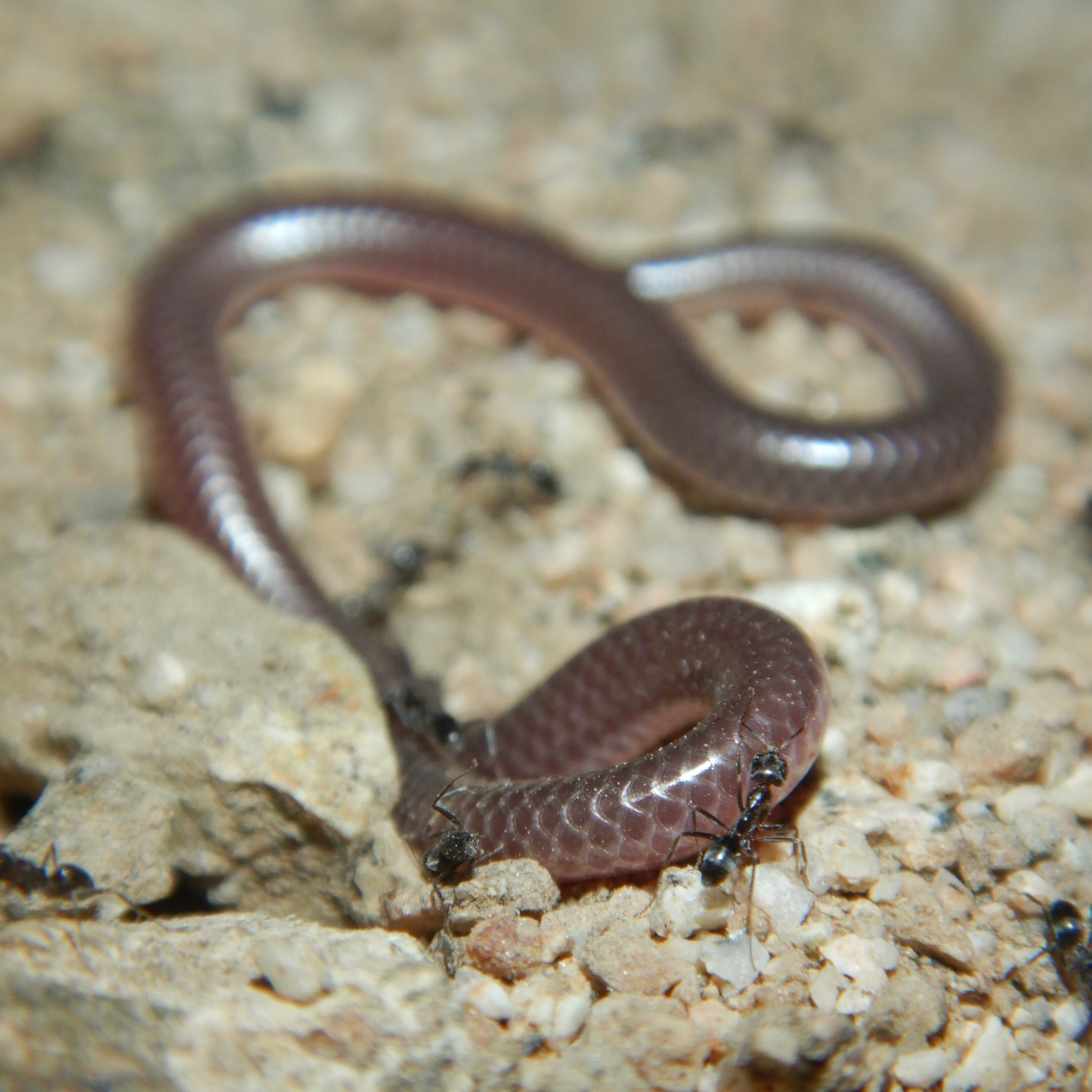 Rena humilis humilis