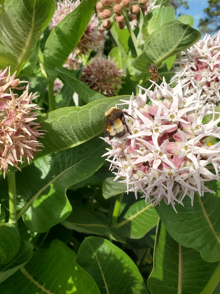 Nevada Bumble Bee from Gering, NE 69341, USA on June 26, 2021 at 08:40 ...