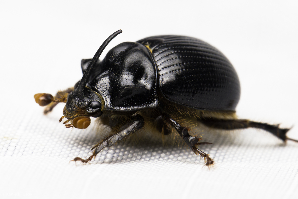 Stout Earth-boring Scarab Beetle from Inverness, CA, USA on March 6 ...