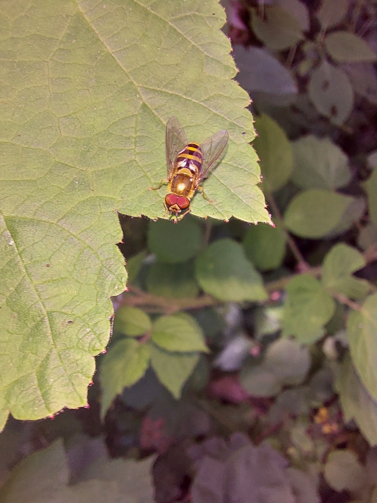 Common Flower Flies from Cromwell Valley, Hampton, MD, USA on June 29 ...