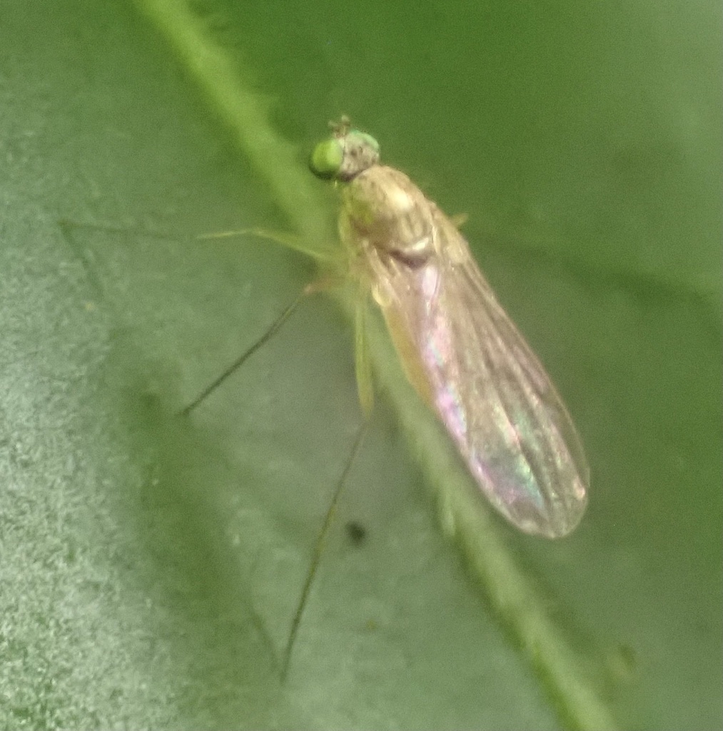 Sciapus in June 2021 by Albert Cardona · iNaturalist