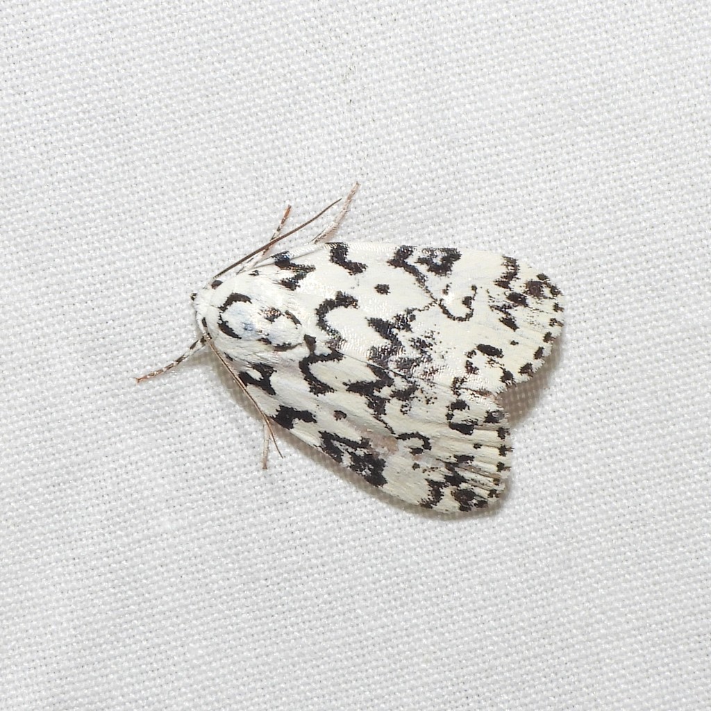 Hebrew Moth from Clydesdale Rd Way, Maryland 21136, USA on June 26 ...