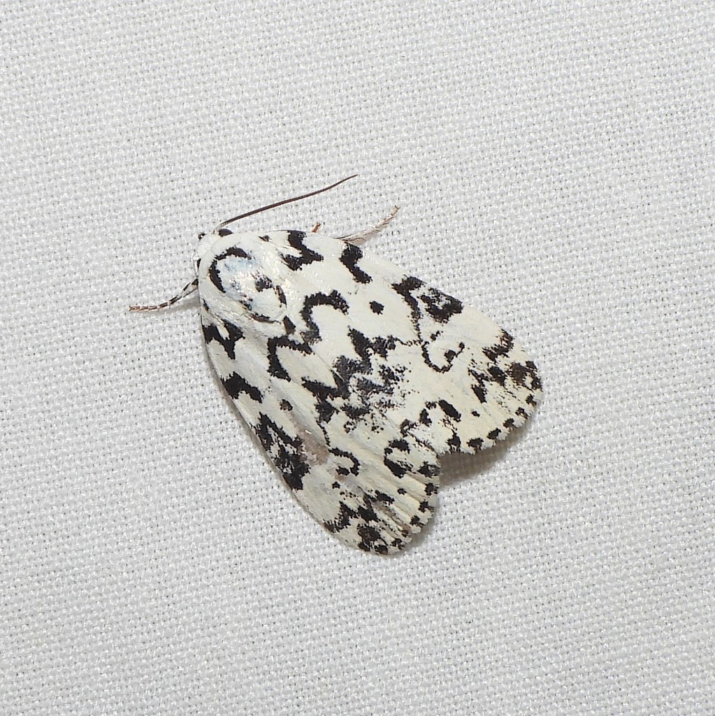 Hebrew Moth from Clydesdale Rd Way, Maryland 21136, USA on June 26 ...