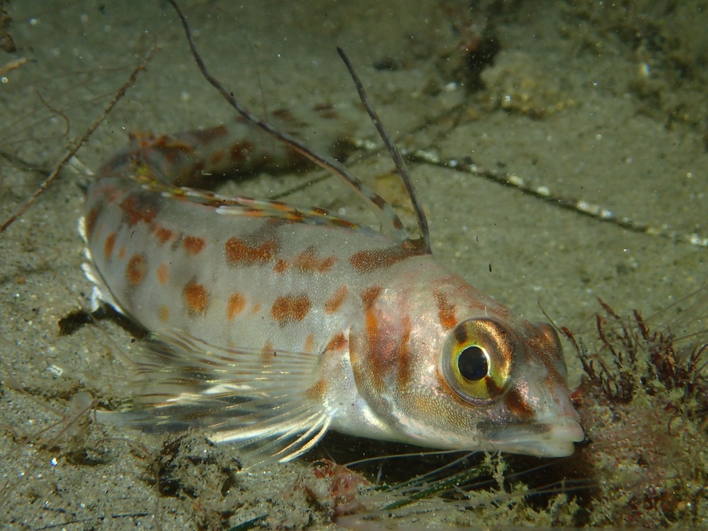 Combfishes (Zaniolepididae) - Marine Life Identification