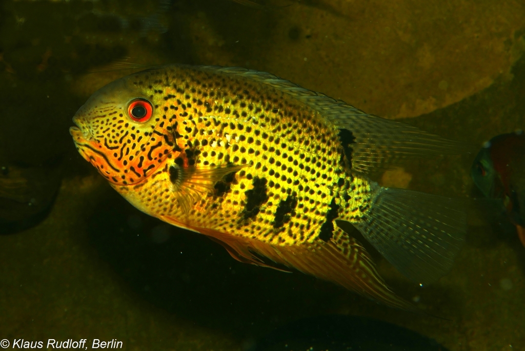 Spotted Severum Cichlid (Heros notatus) - Marine Life Identification