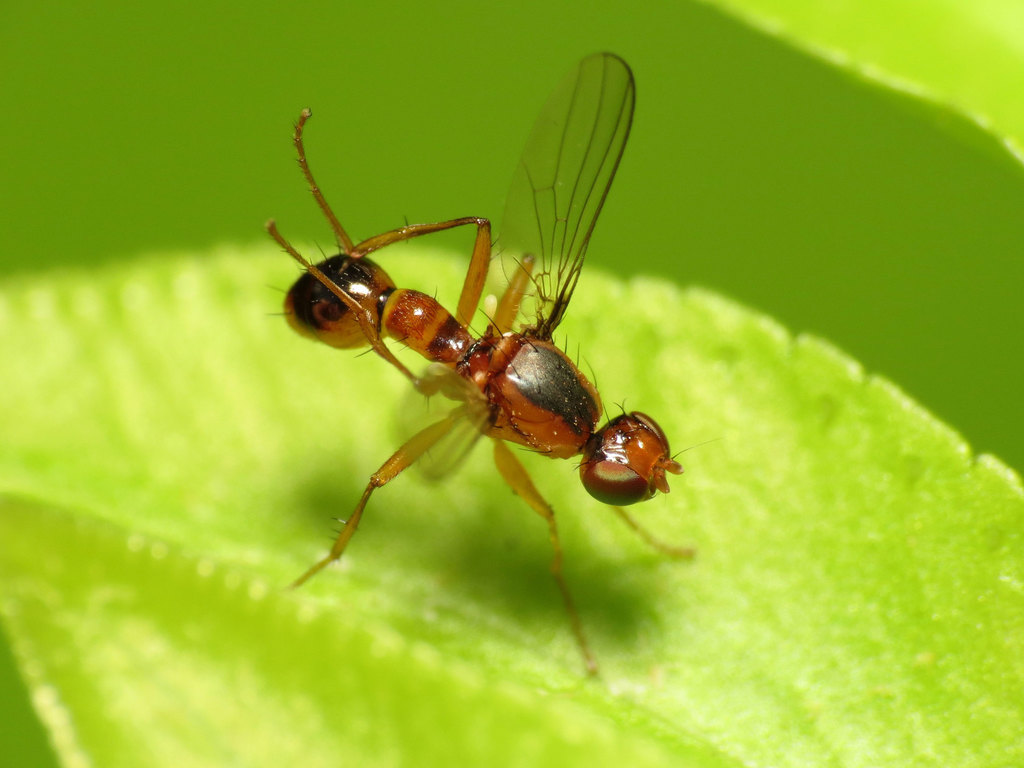 Sepsis lateralis (Diptera (flies) of the British Indian Ocean Territory ...