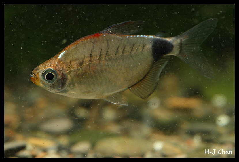 Moon Tetras (Bathyaethiops) - Marine Life Identification