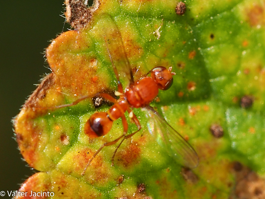 Sepsis lateralis (Diptera (flies) of the British Indian Ocean Territory ...