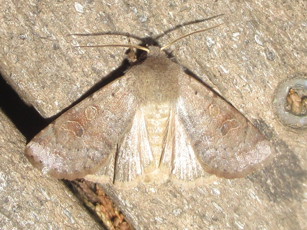 Gray Quaker from Salton Dr., Austin, Travis Co., TX on March 5, 2018 at ...