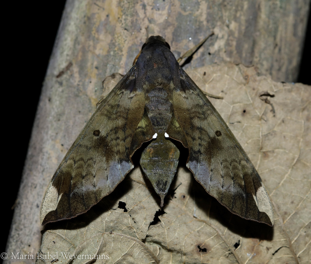 Fig Sphinx from Reserva Águas do Brilhante,Itajaí,SC.Brasil. on September 2, 2019 at 10:15 PM by ...