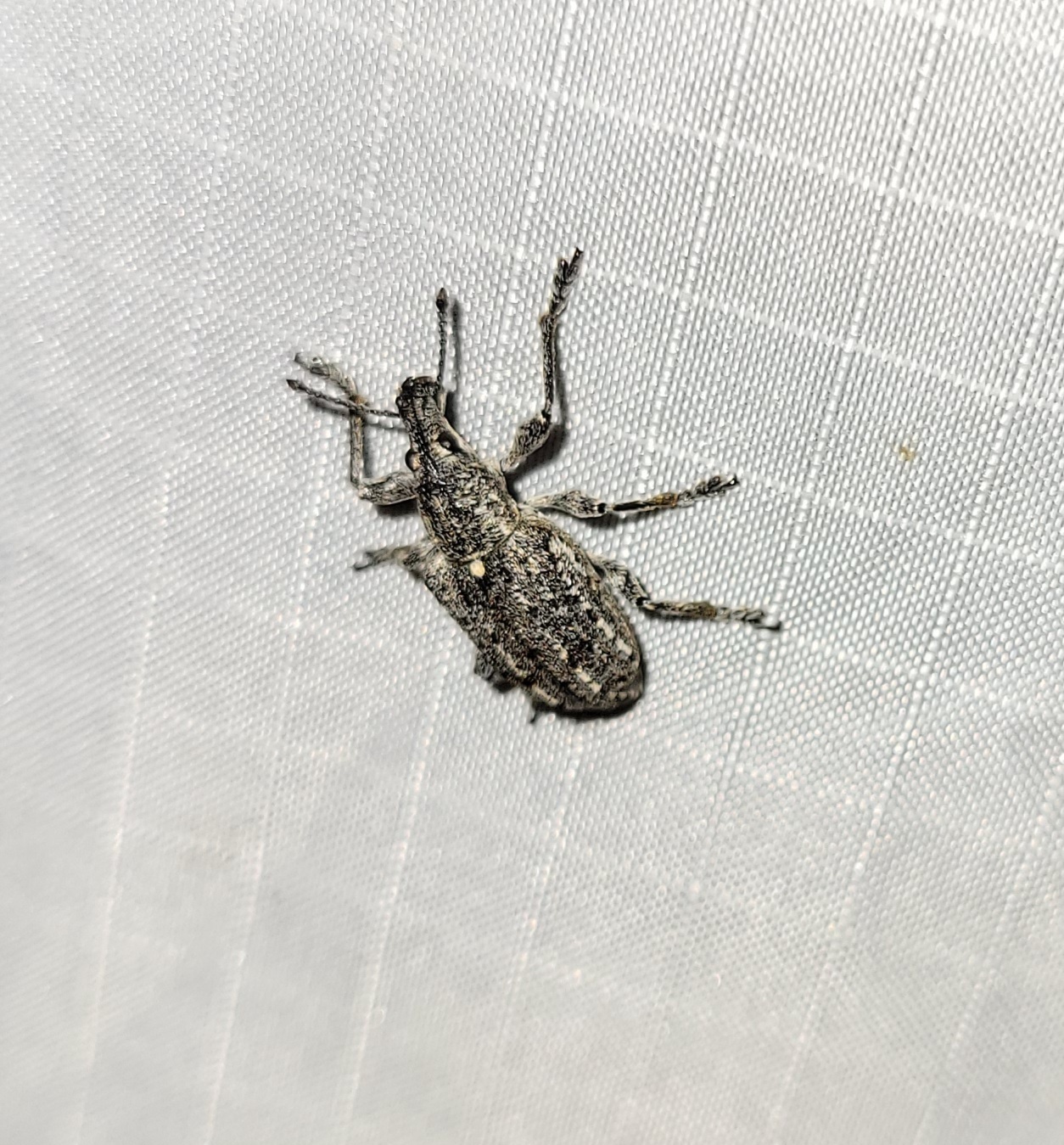Ithyceridae