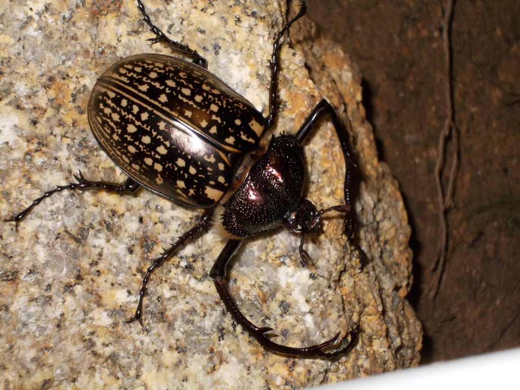 Cheirotonus gestroi from Bông Krang, Lăk, Đắk Lắk, Вьетнам on April 13 ...