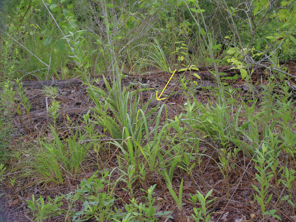 Eastern False Aloe in June 2021 by Michelle · iNaturalist