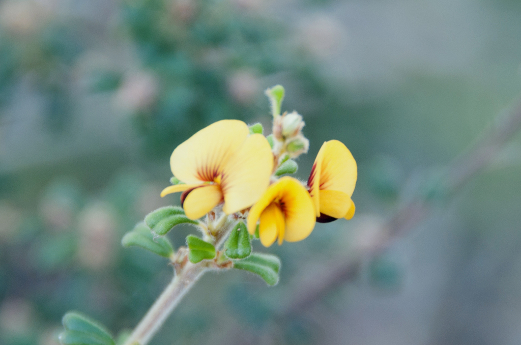 Rough Bush-pea from Ted Errey Nature Cct, Staughton Vale VIC 3340 ...