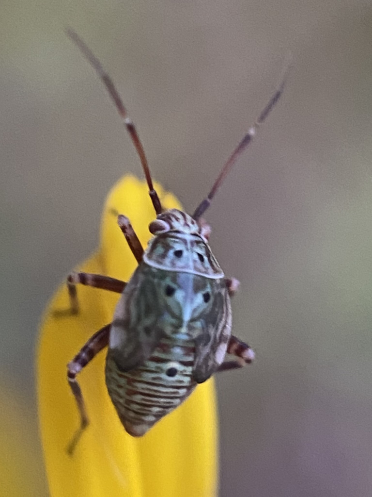 Lygus Bugs from Township Road 359, Glenmont, OH, US on June 25, 2021 at ...