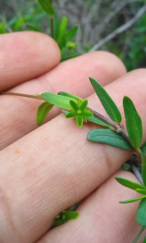 Ruehssia parvifolia · iNaturalist