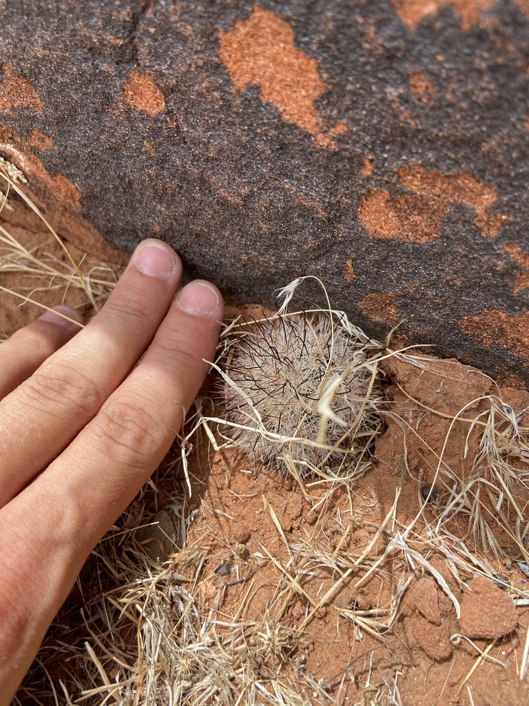 Common Fishhook Cactus in June 2021 by Grant Chovil. Two individuals ...