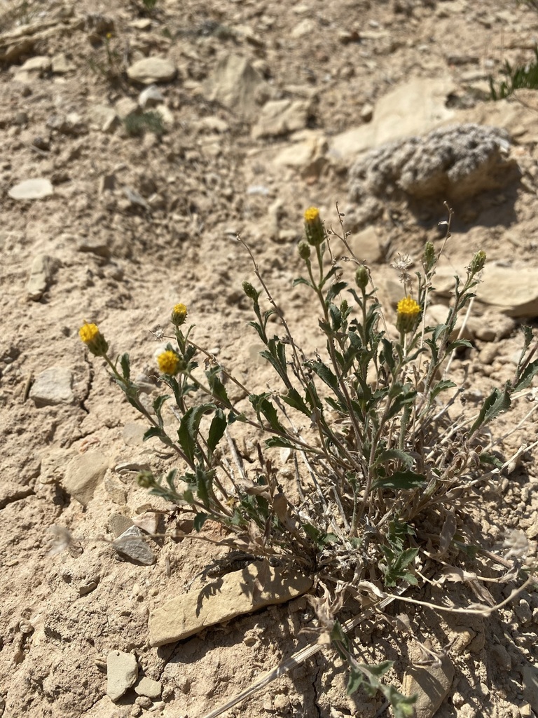 Rayless Tansyaster from Wayne, Utah, United States on June 19, 2021 at ...