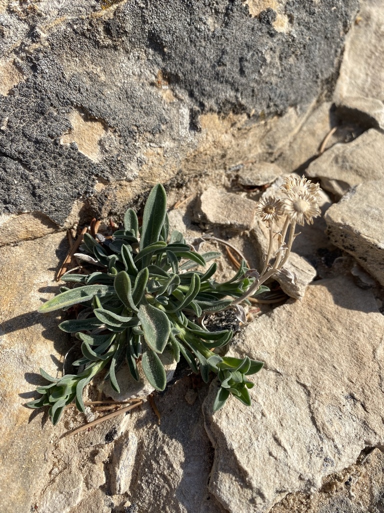 Caespitose Fleabane from Wayne, Utah, United States on June 19, 2021 at ...